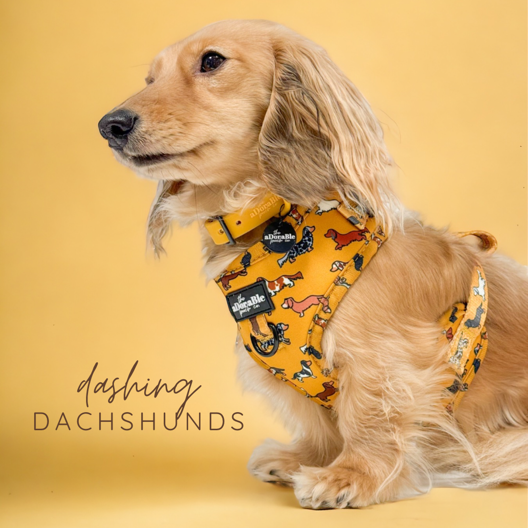 Dashing Dachshunds – The aDoraBle Pooch Company